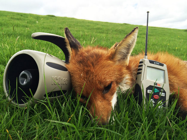 The Importance of Using the Right Fox Caller on Your Next Hunting ...