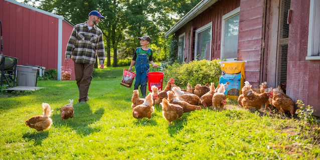 Beginner's Guide to Raising Chickens: Have Farm-Fresh Eggs at the Ready