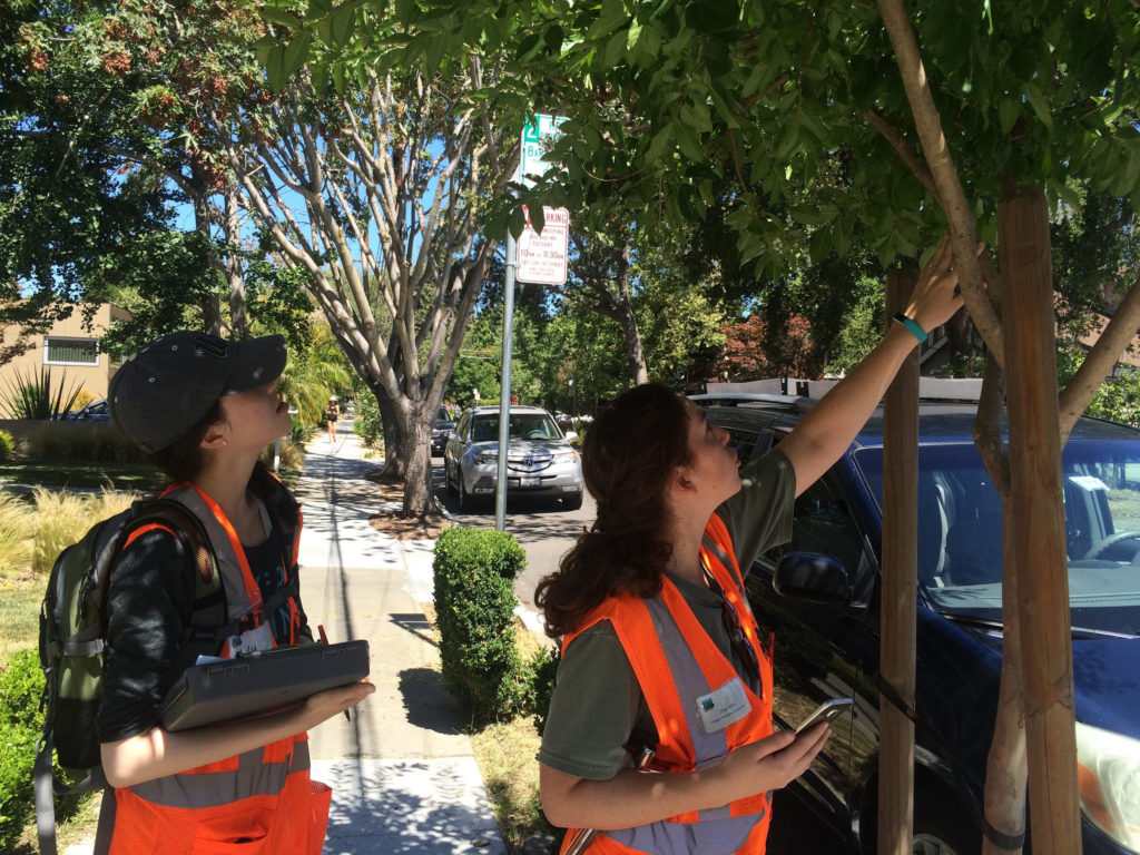 Benefits of Seasonal Tree Maintenance That Are Too Important to Overlook