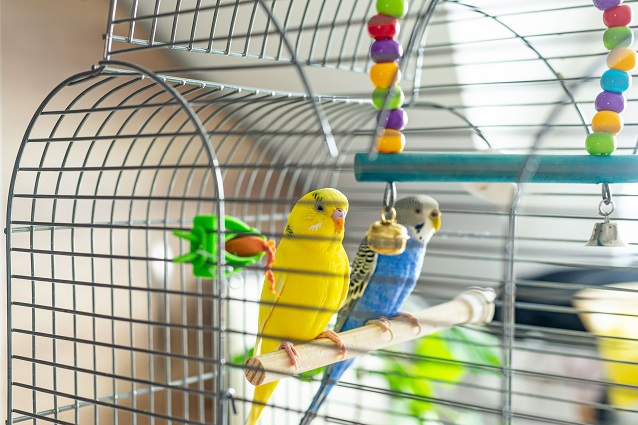 The Importance of a Comfortable Home for Your Pet Bird