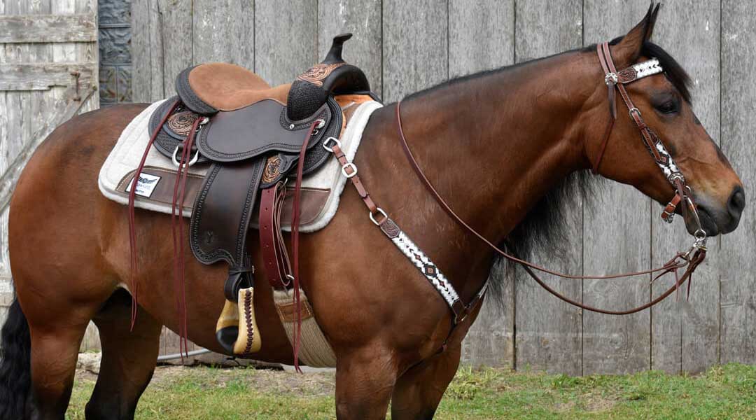 Grab the Reins: 10 Different Types of Saddles Every Rider Should Know ...