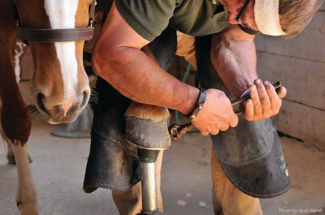 A Complete Guide to Farrier Supplies for Expert Hoof Care | How Important